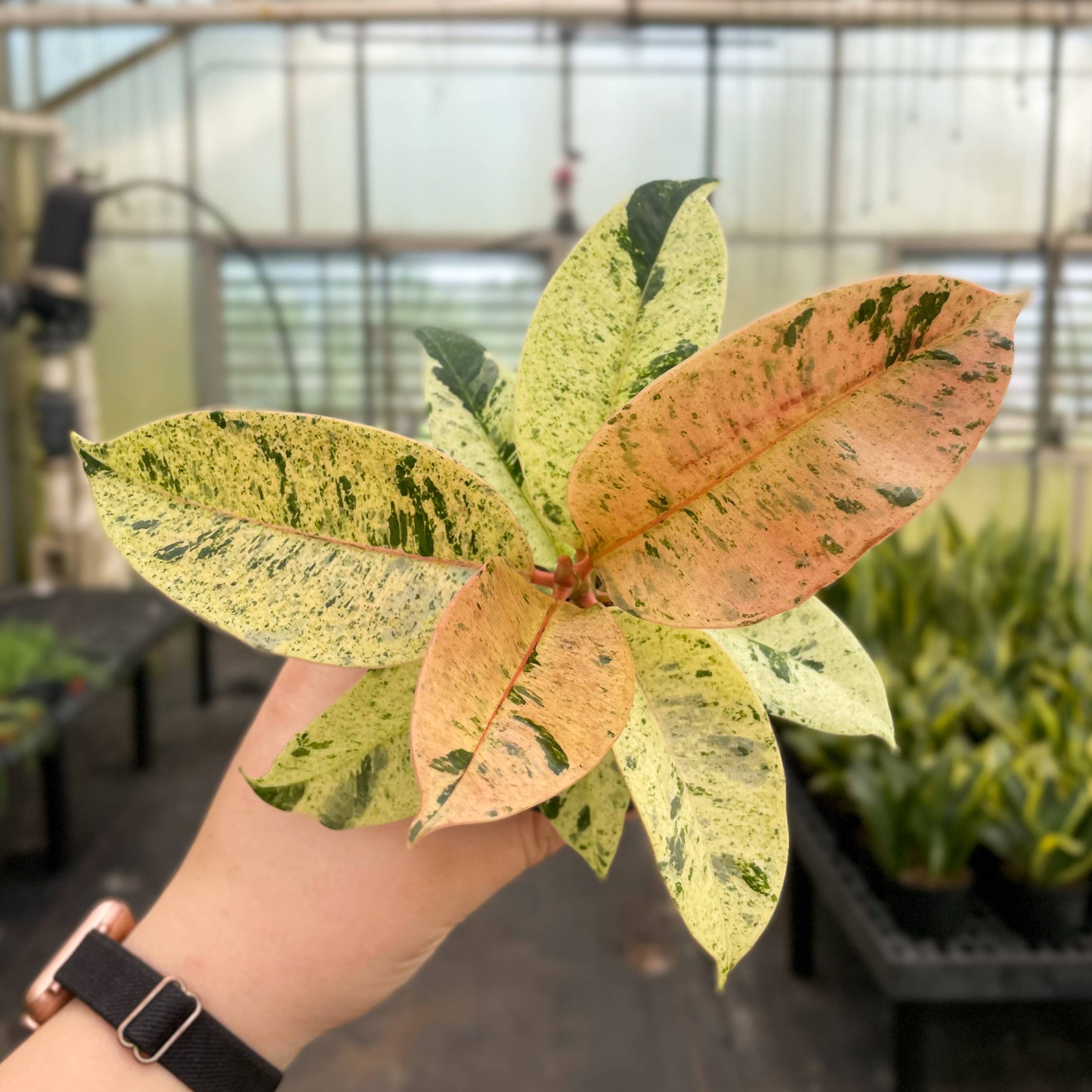 Ficus Shivereana Moonshine Variegated - 4" Live Plant - Rare – Armored ...