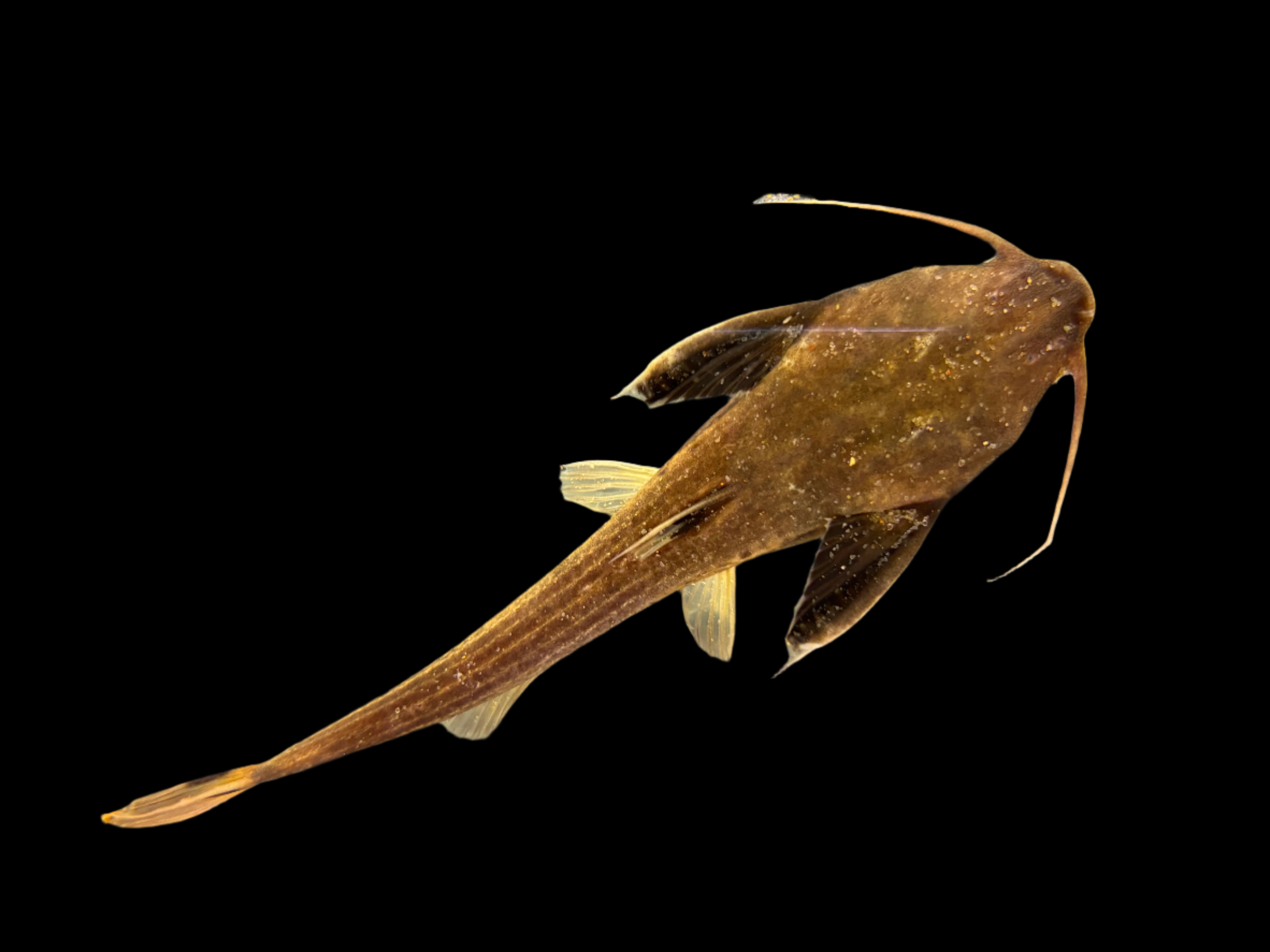 Shark Banjo (Xyliphius cf. lepturus) – Armored Cat Aquatics LLC