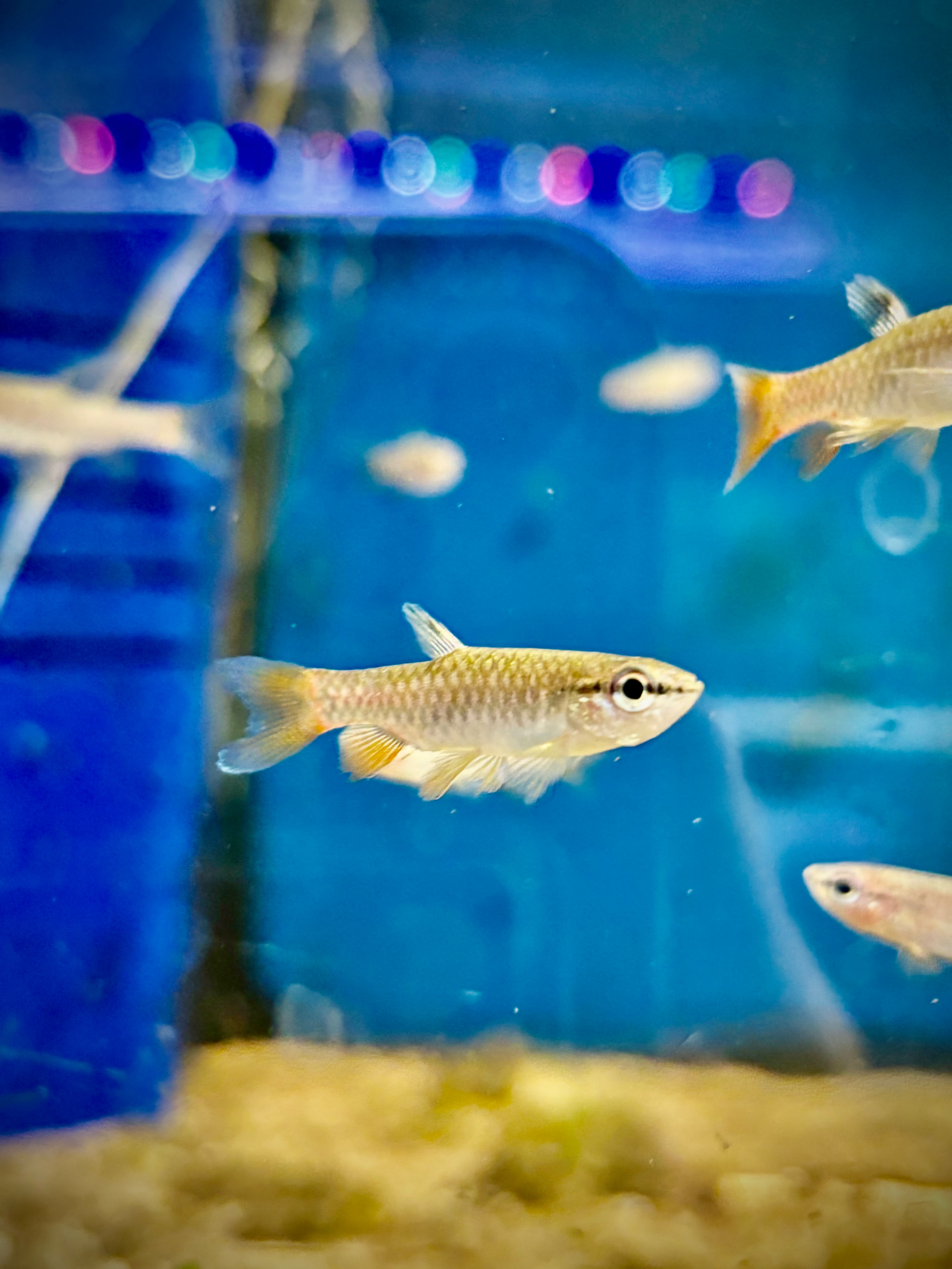 Splash Tetra – Armored Cat Aquatics LLC