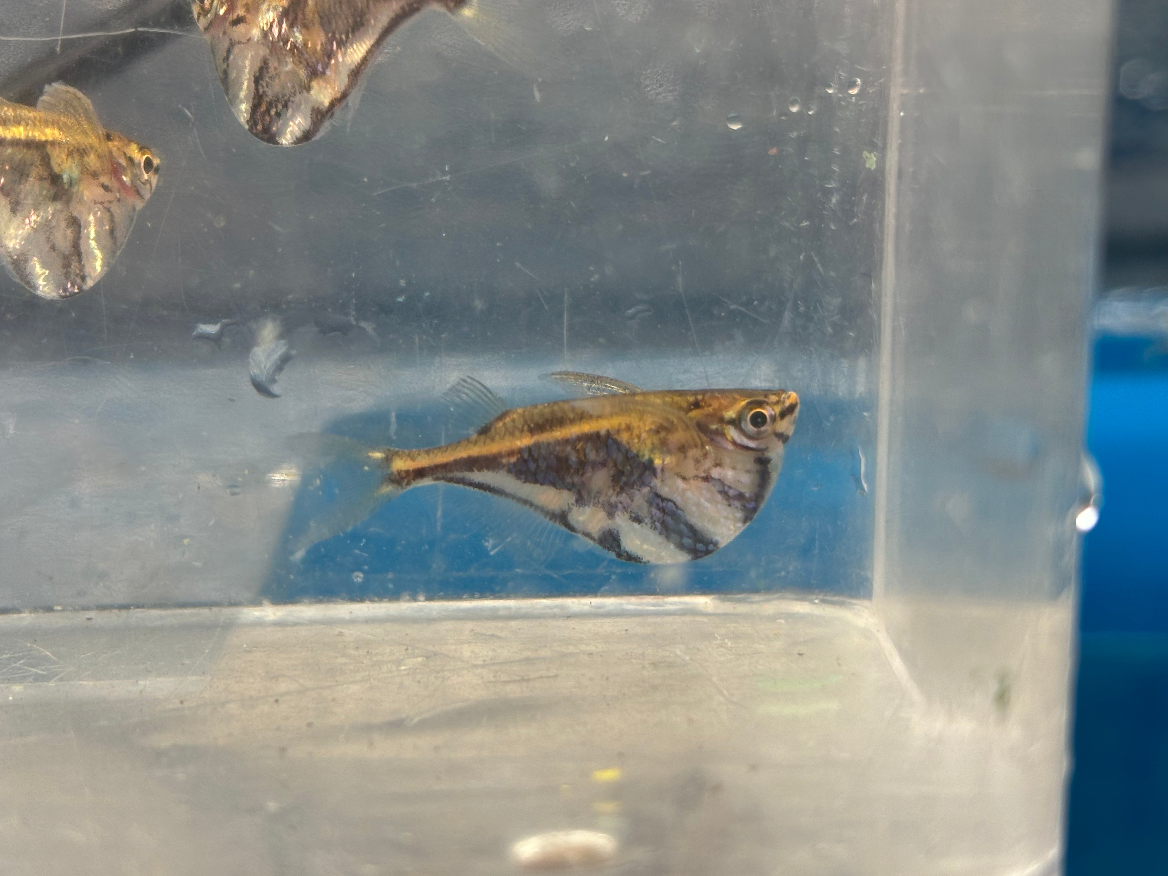 Marbled Hatchetfish (Carnegiella strigata) – Armored Cat Aquatics LLC