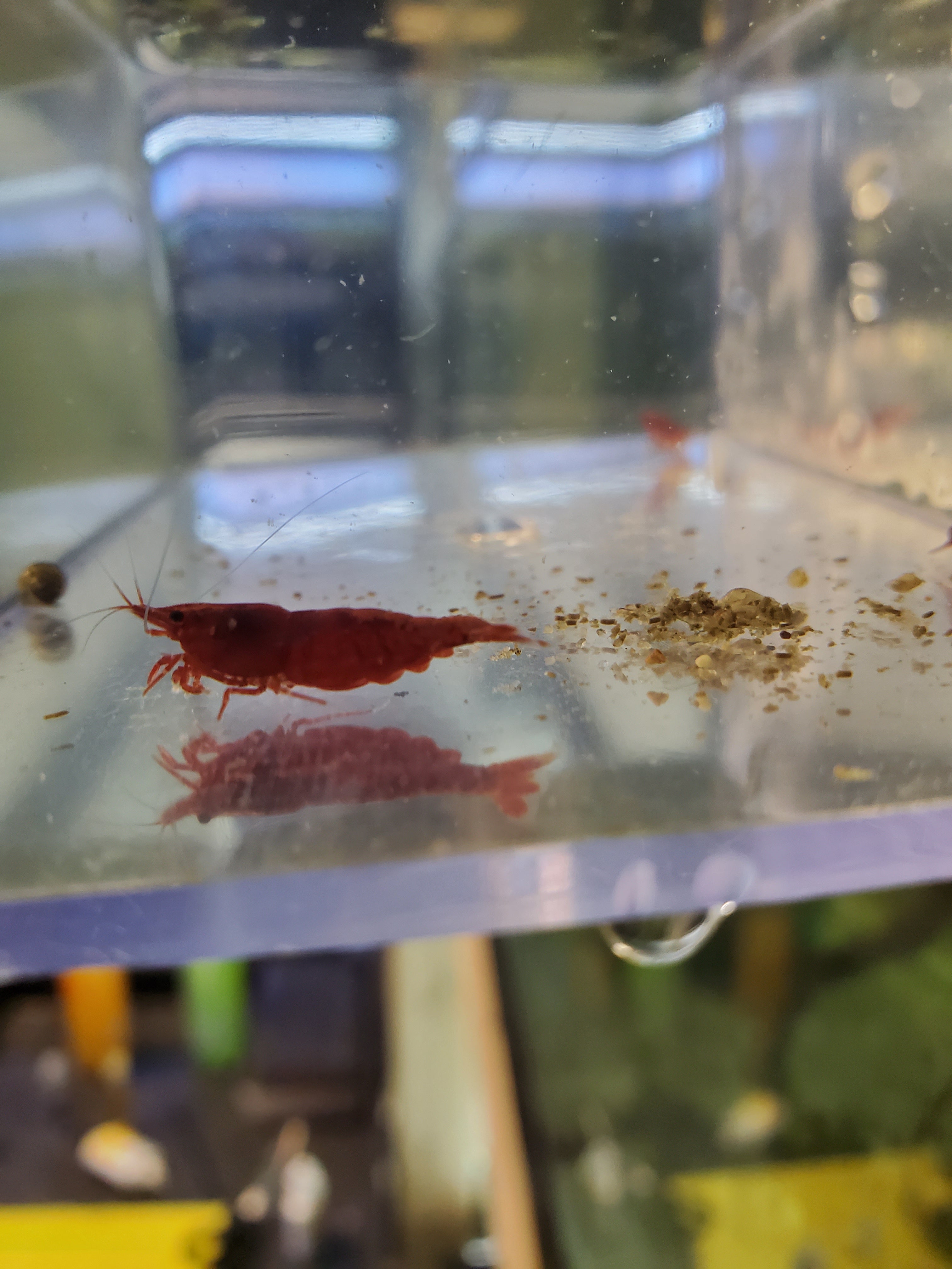 Super Red Cherry Shrimp (Neocaridina davidi) – Armored Cat Aquatics LLC