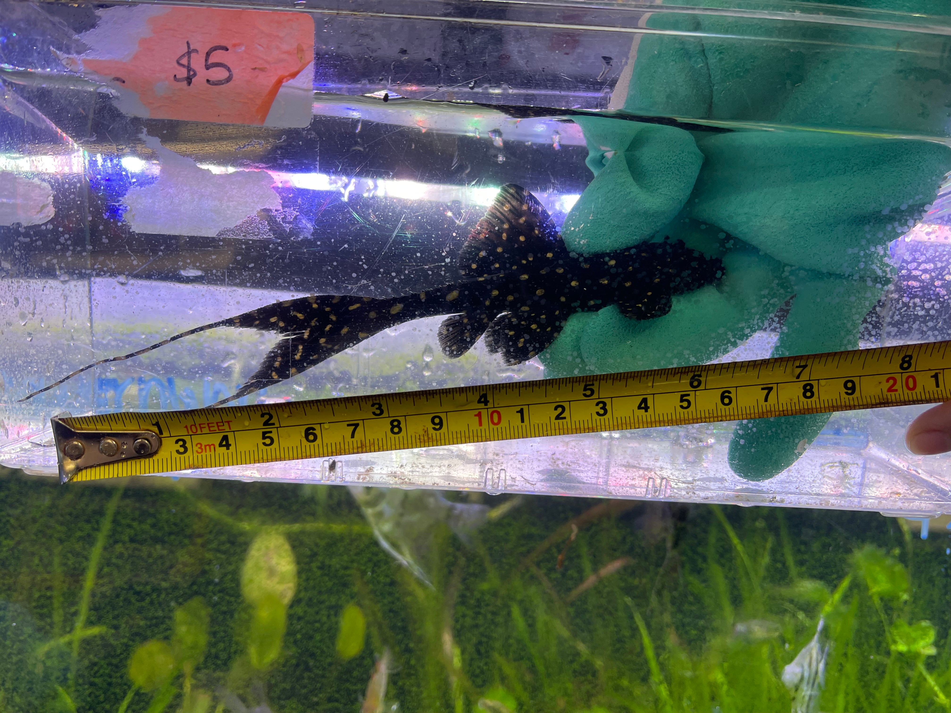 Spotted Adonis – Armored Cat Aquatics LLC