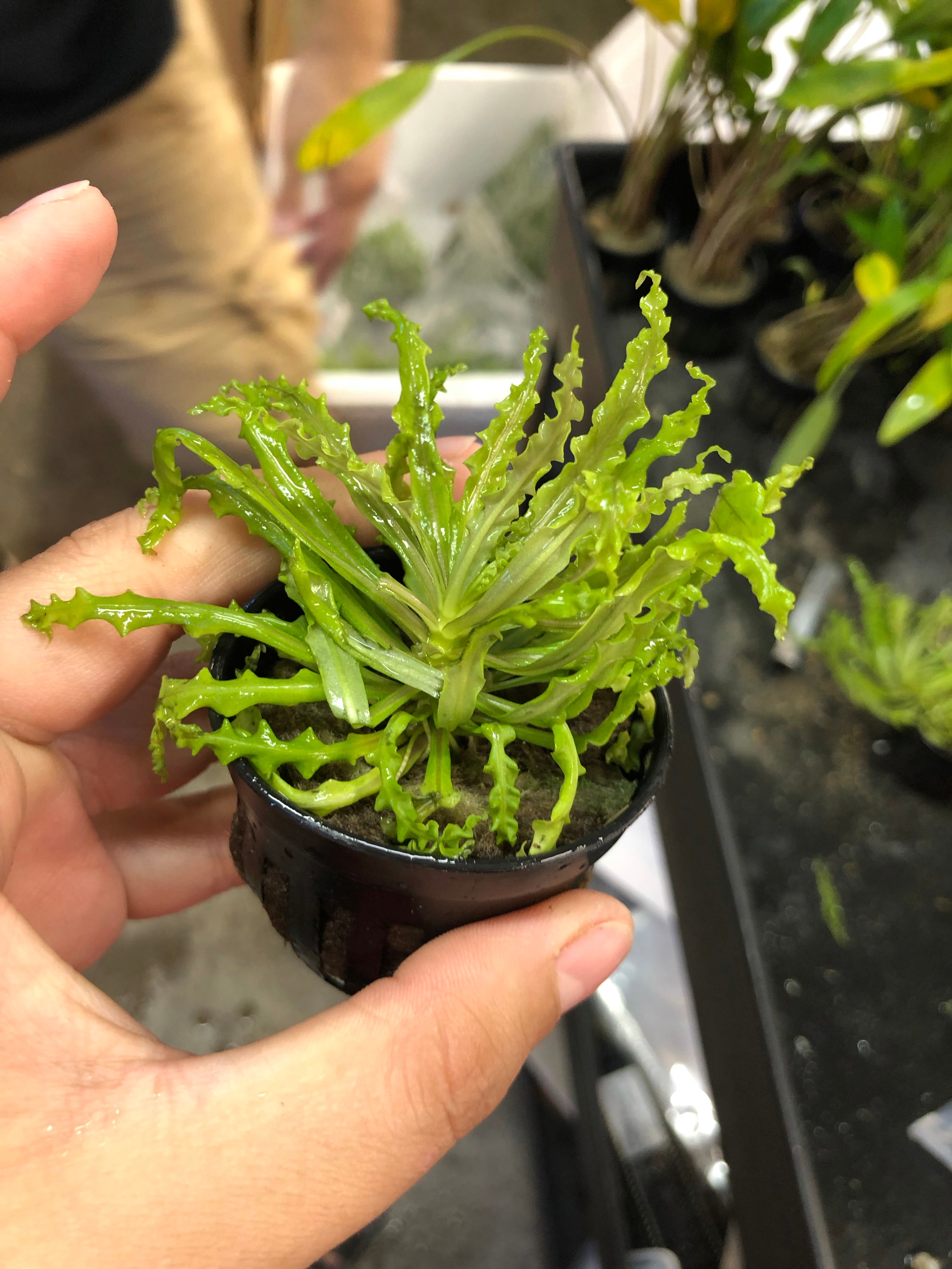 Pogostemon Helferi 'Downoi' – Armored Cat Aquatics LLC
