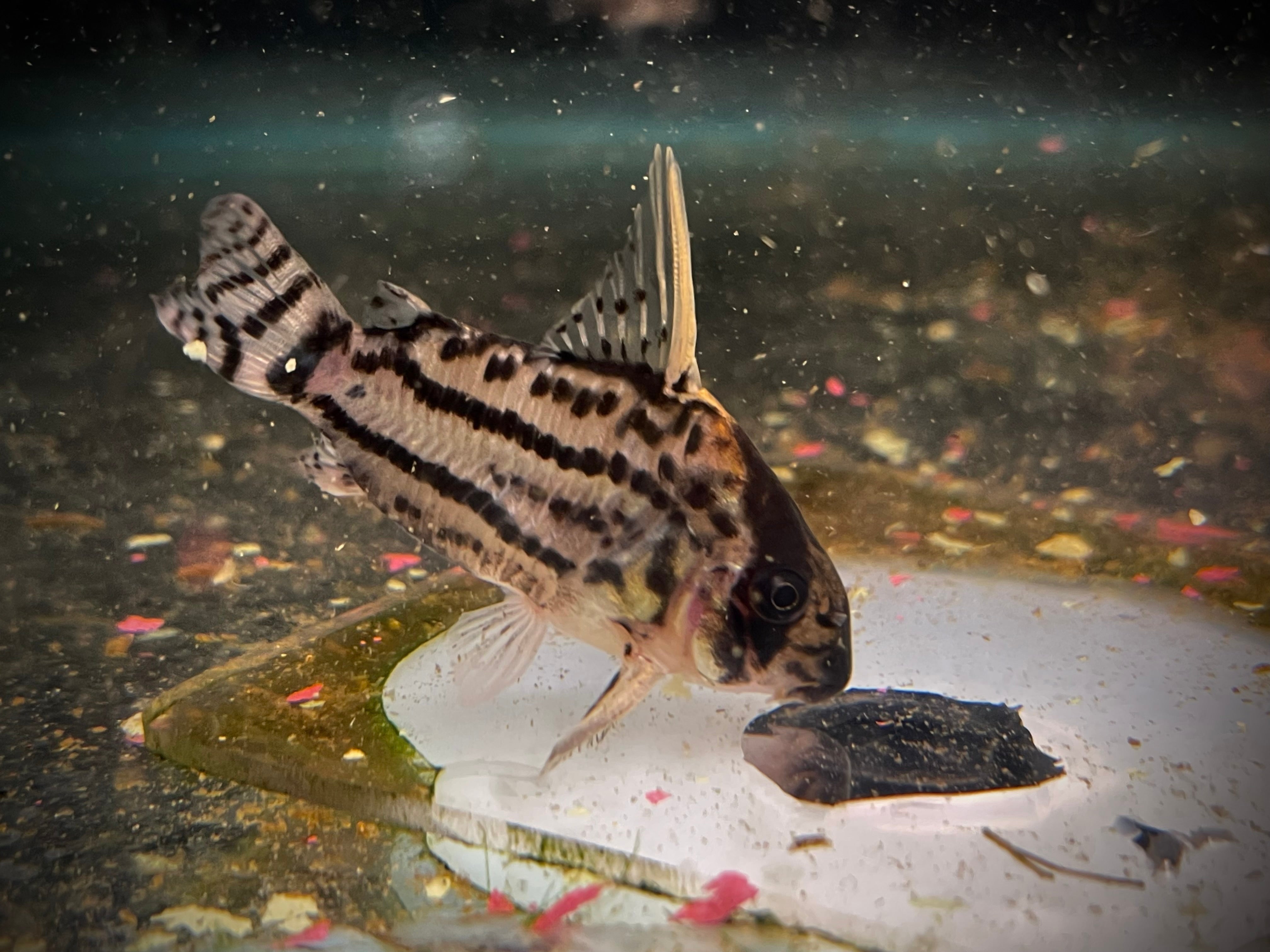 Super Schwartzi CW028 – Armored Cat Aquatics LLC