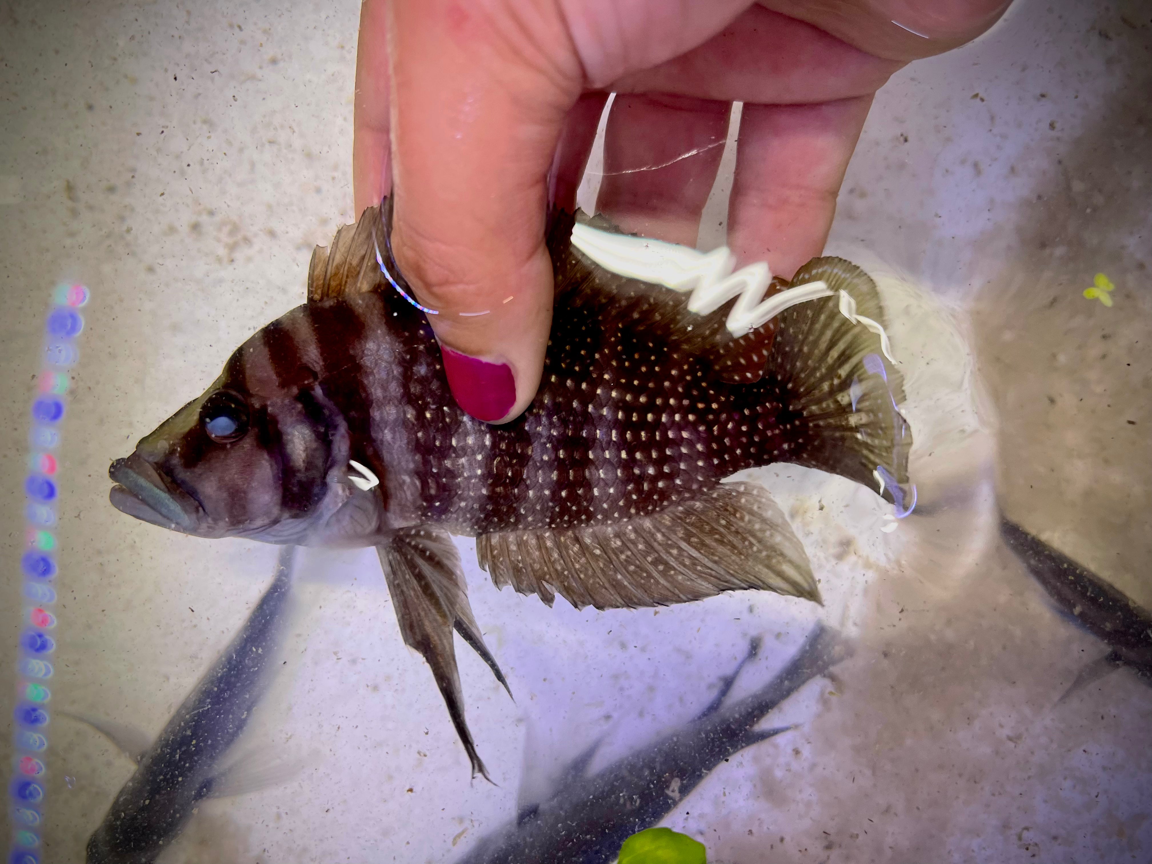 Black Calvus (Altolamprologus calvus) – Armored Cat Aquatics LLC