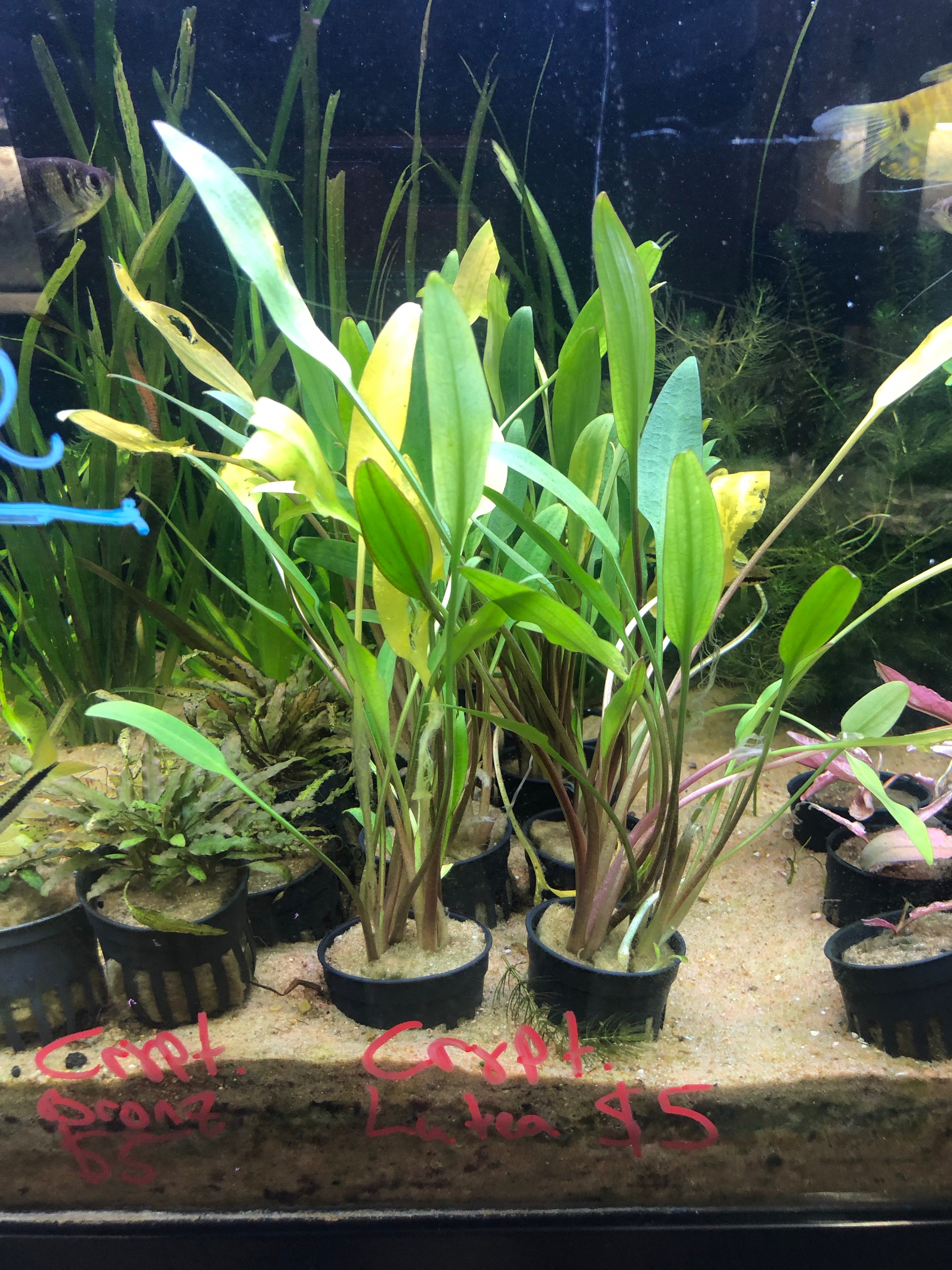 Cryptocoryne Lutea