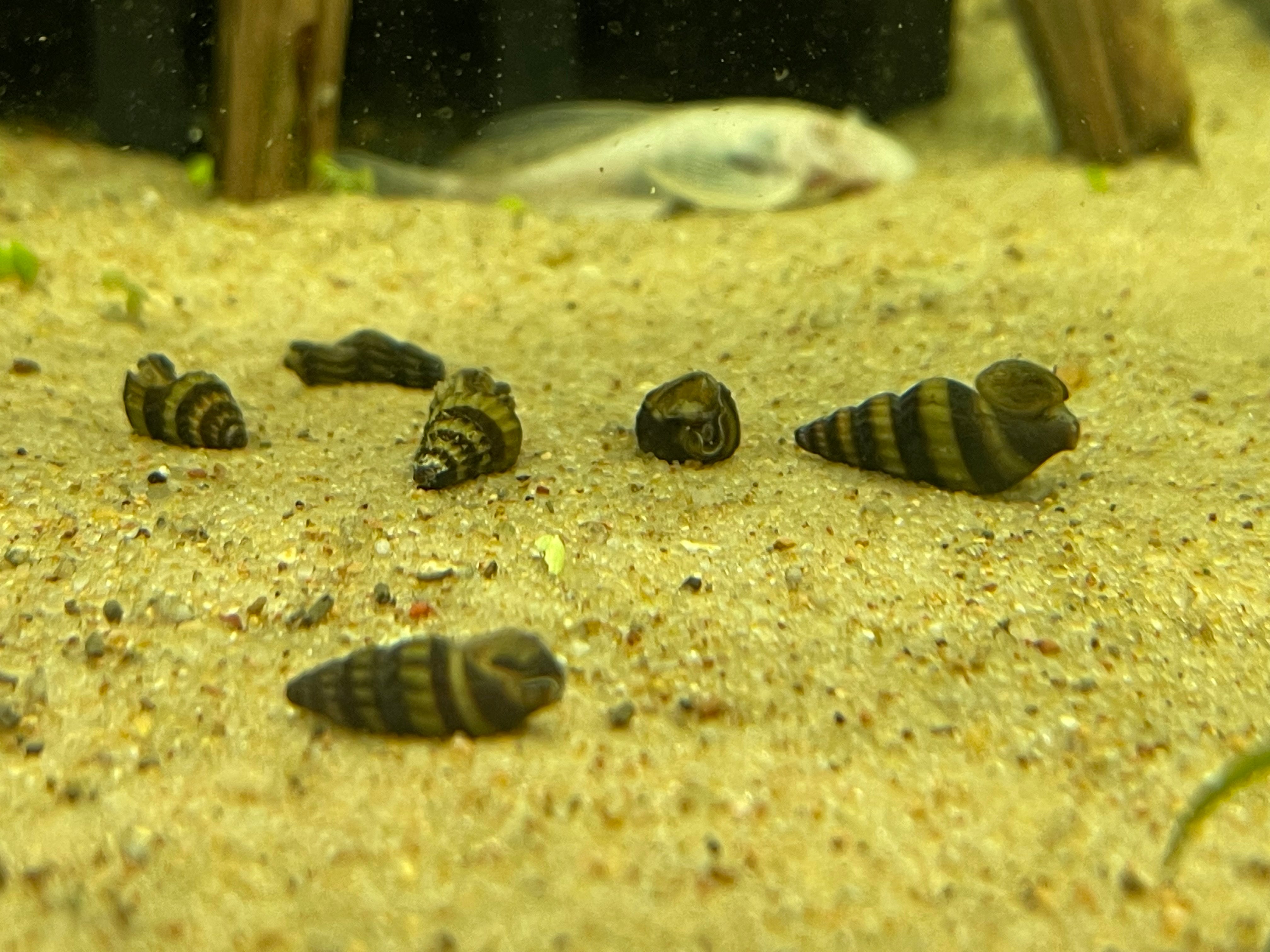 Assassin Snail (Clea Helena) – Armored Cat Aquatics LLC