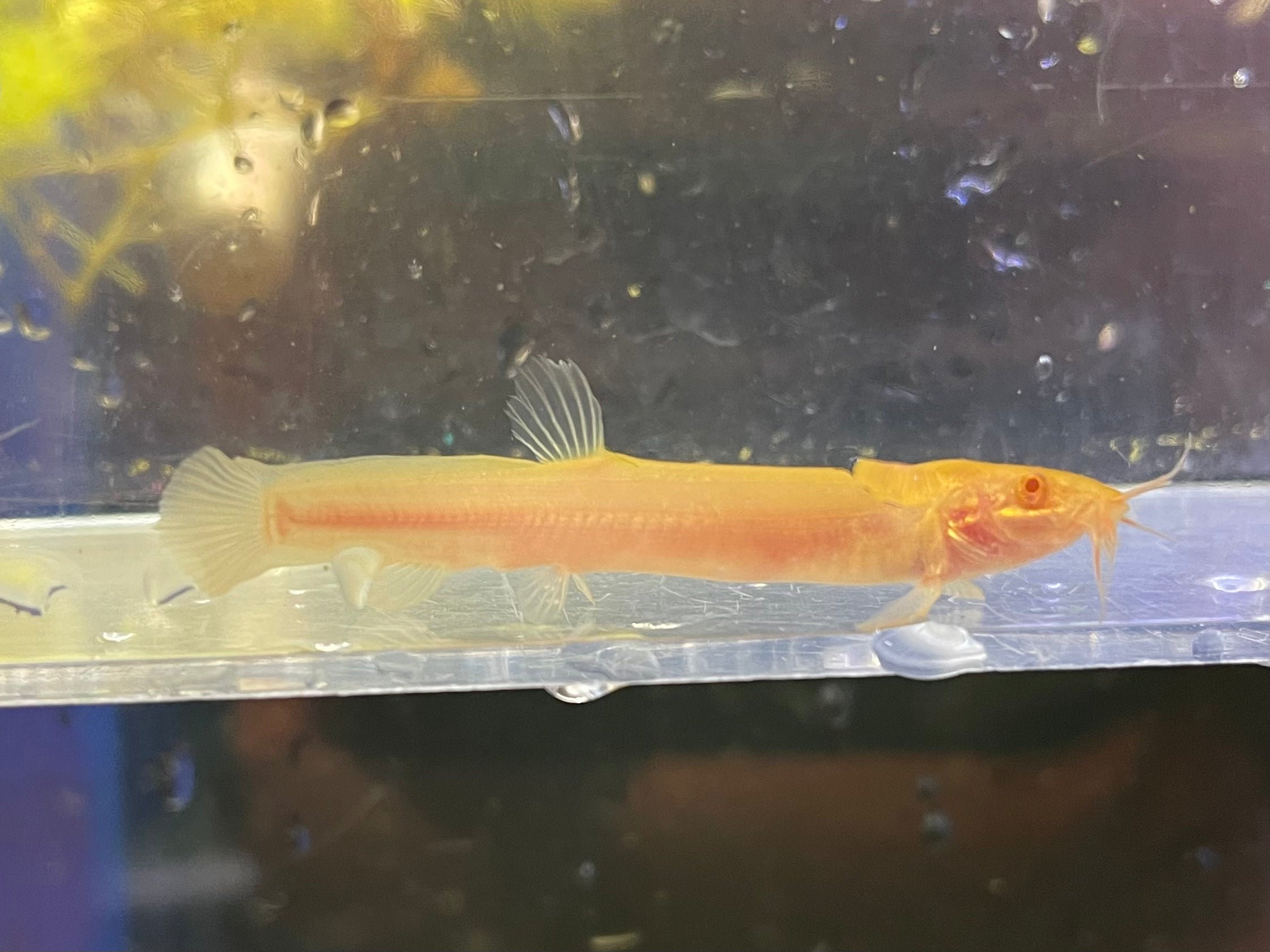 Golden Dojo Loach – Armored Cat Aquatics LLC