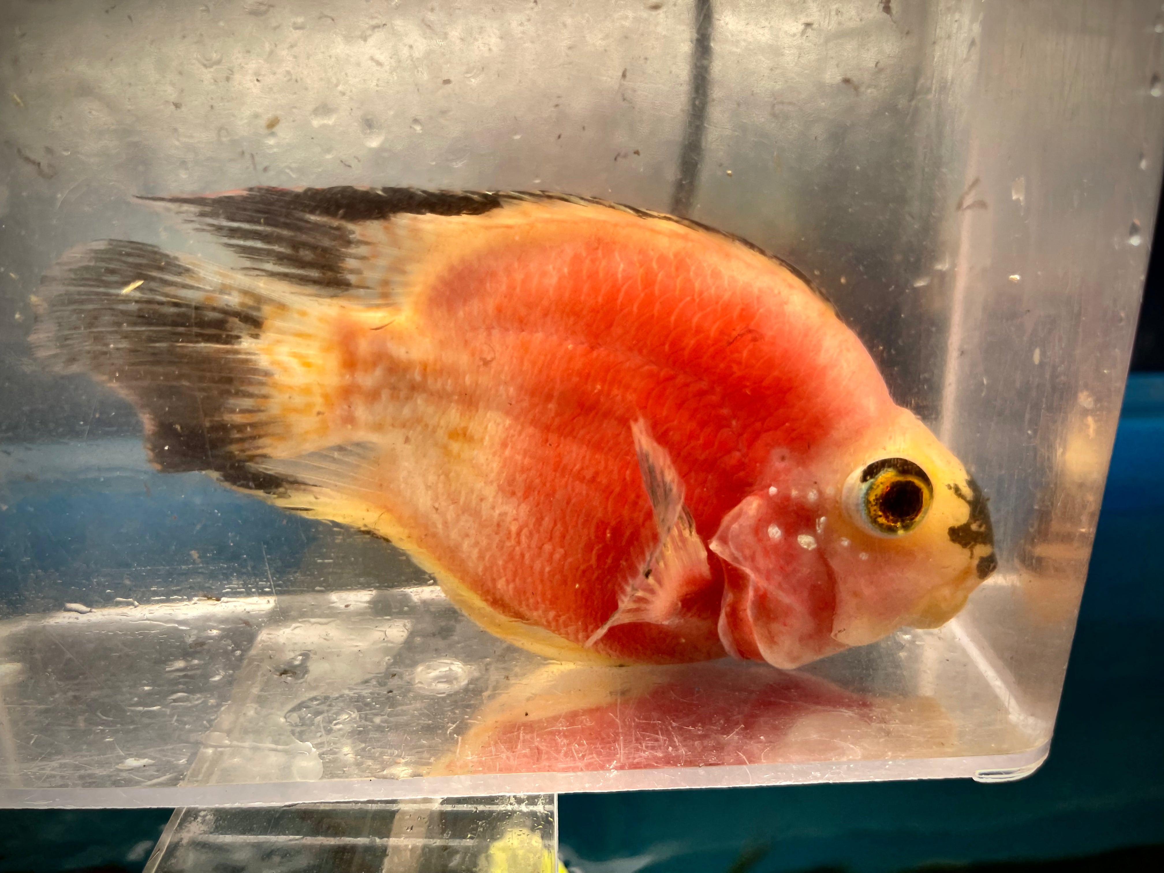 Crystal Parrot – Armored Cat Aquatics LLC