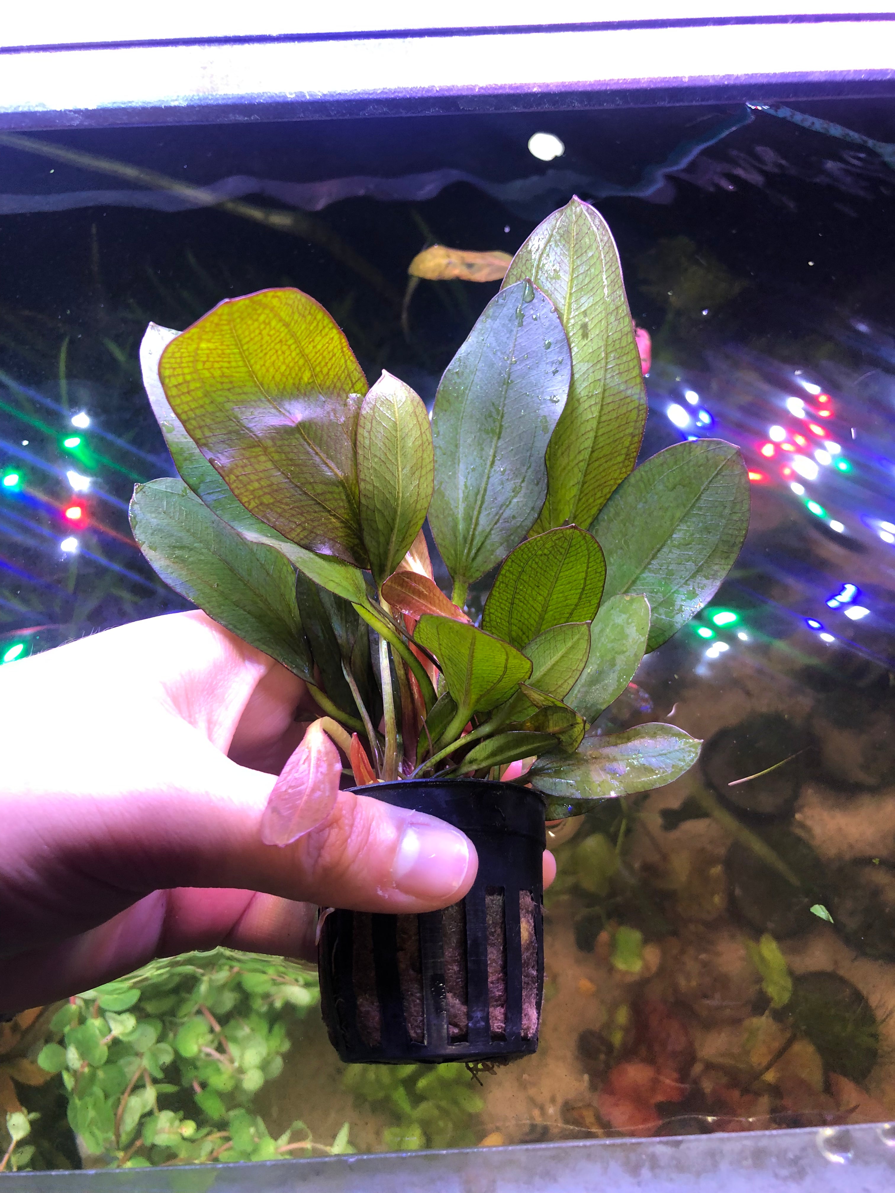 Red Phoenix Sword – Armored Cat Aquatics LLC