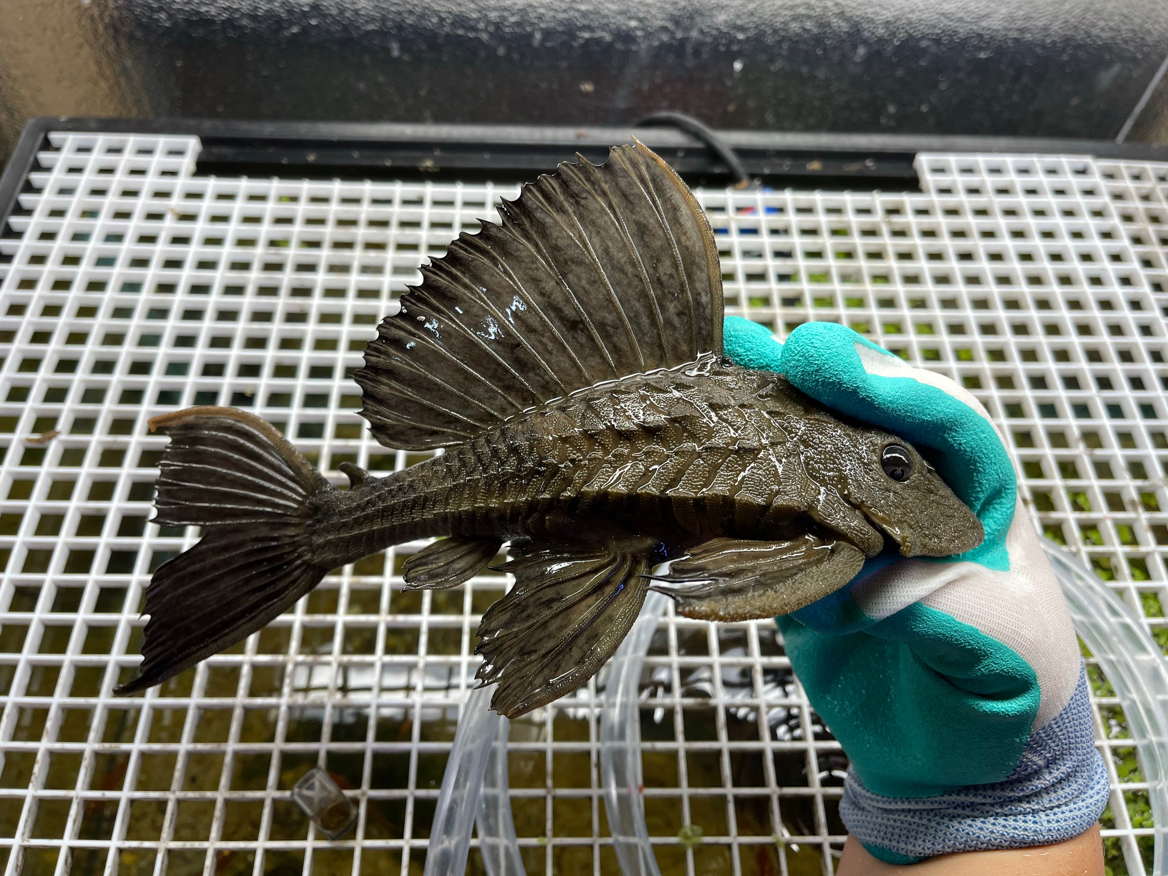 Rhino Plecostomus (Pterygoplichthys scrophus) – Armored Cat Aquatics LLC