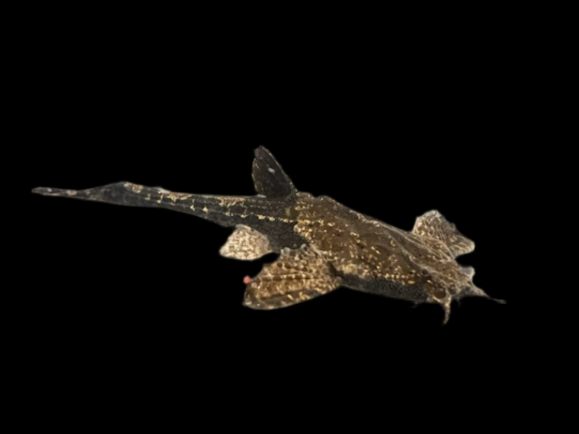 Banjo Catfish (Bunocephalus coracoideus) – Armored Cat Aquatics LLC