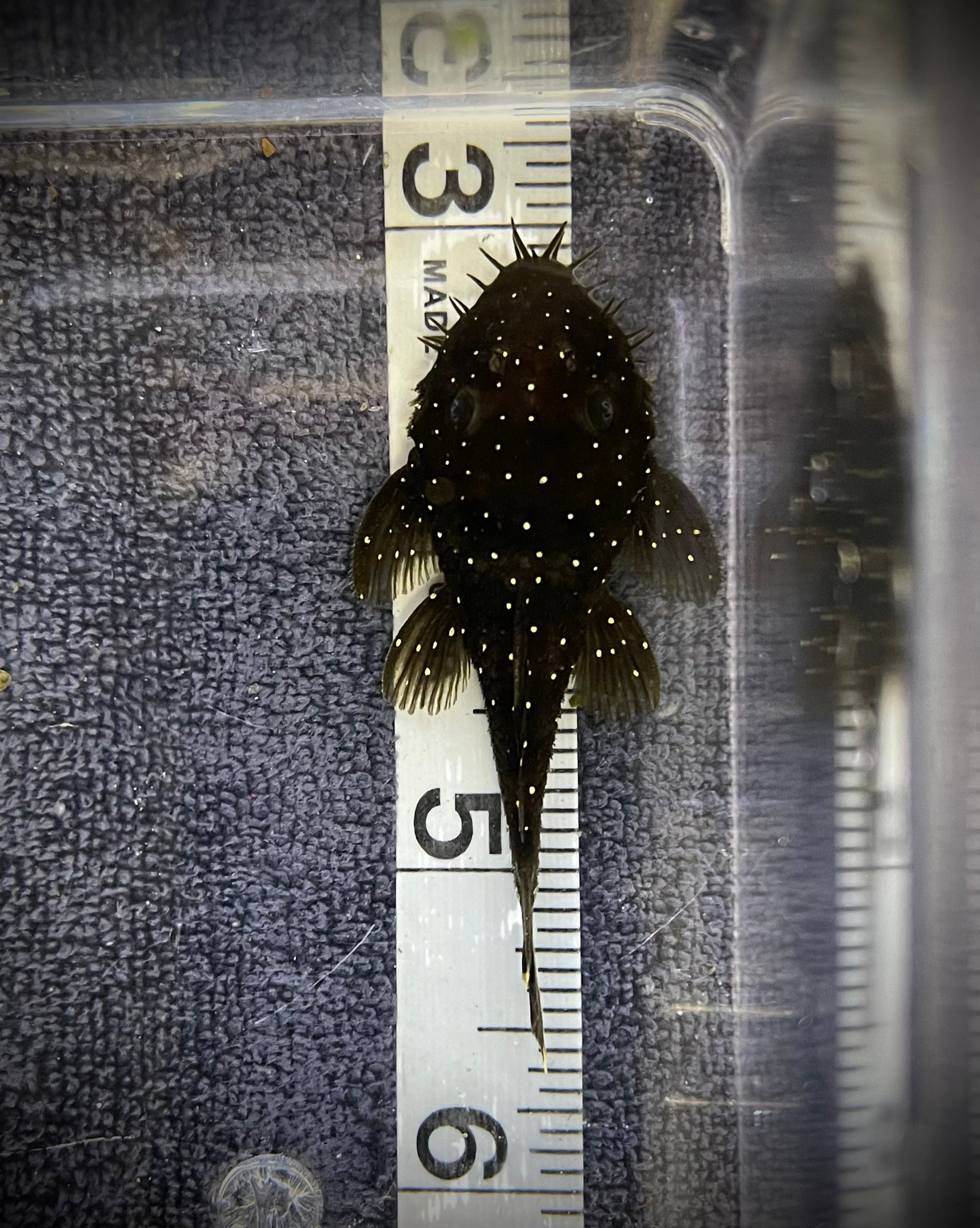L255 Spotted Medusa Pleco (Ancistrus sp.) – Armored Cat Aquatics LLC